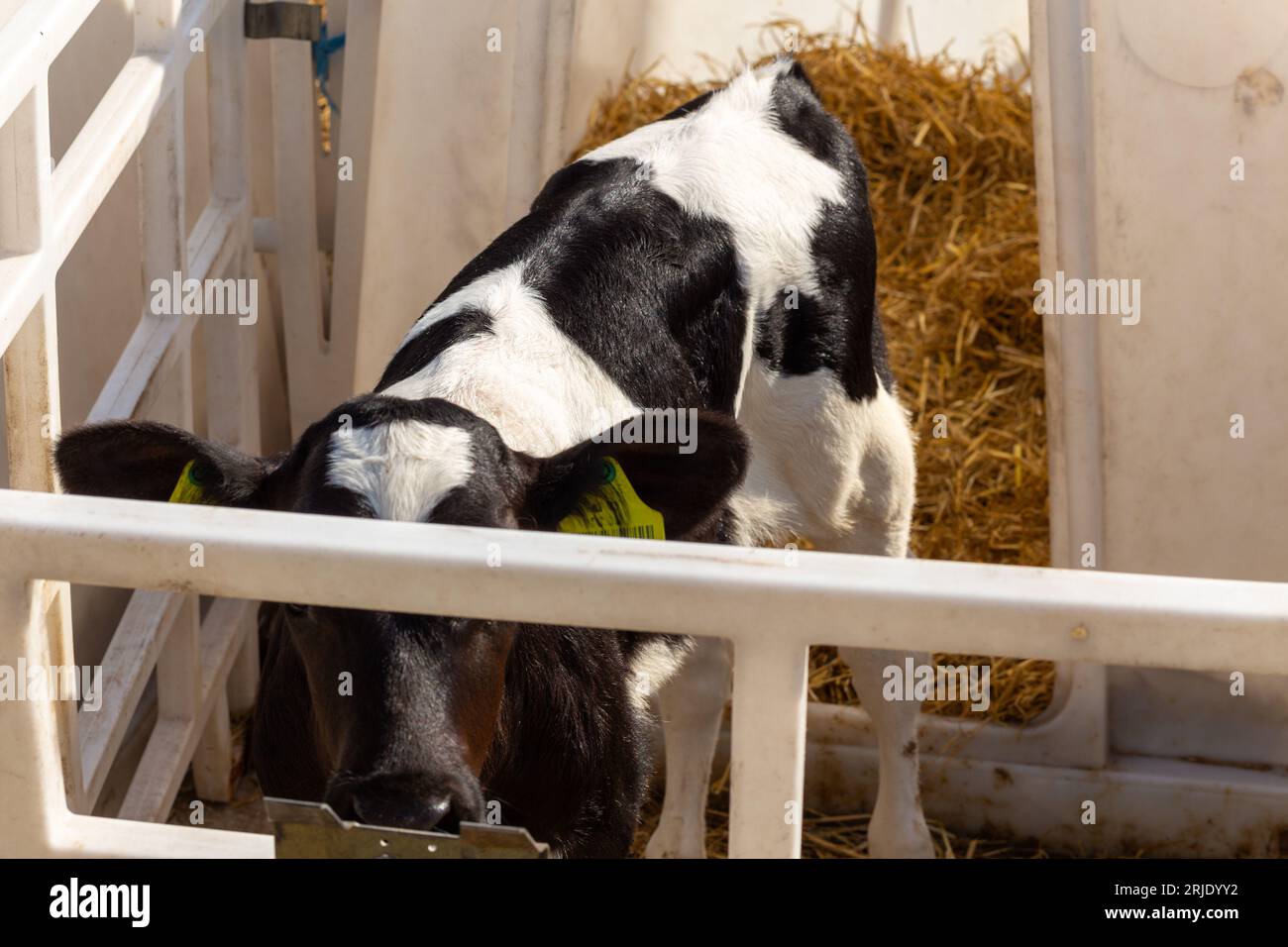 From cow to you hi-res stock photography and images - Alamy