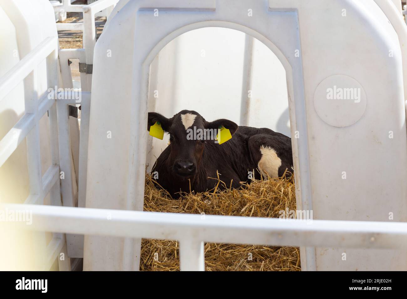 A small cow calf in a manger outdoors Being in an individual nursery ...