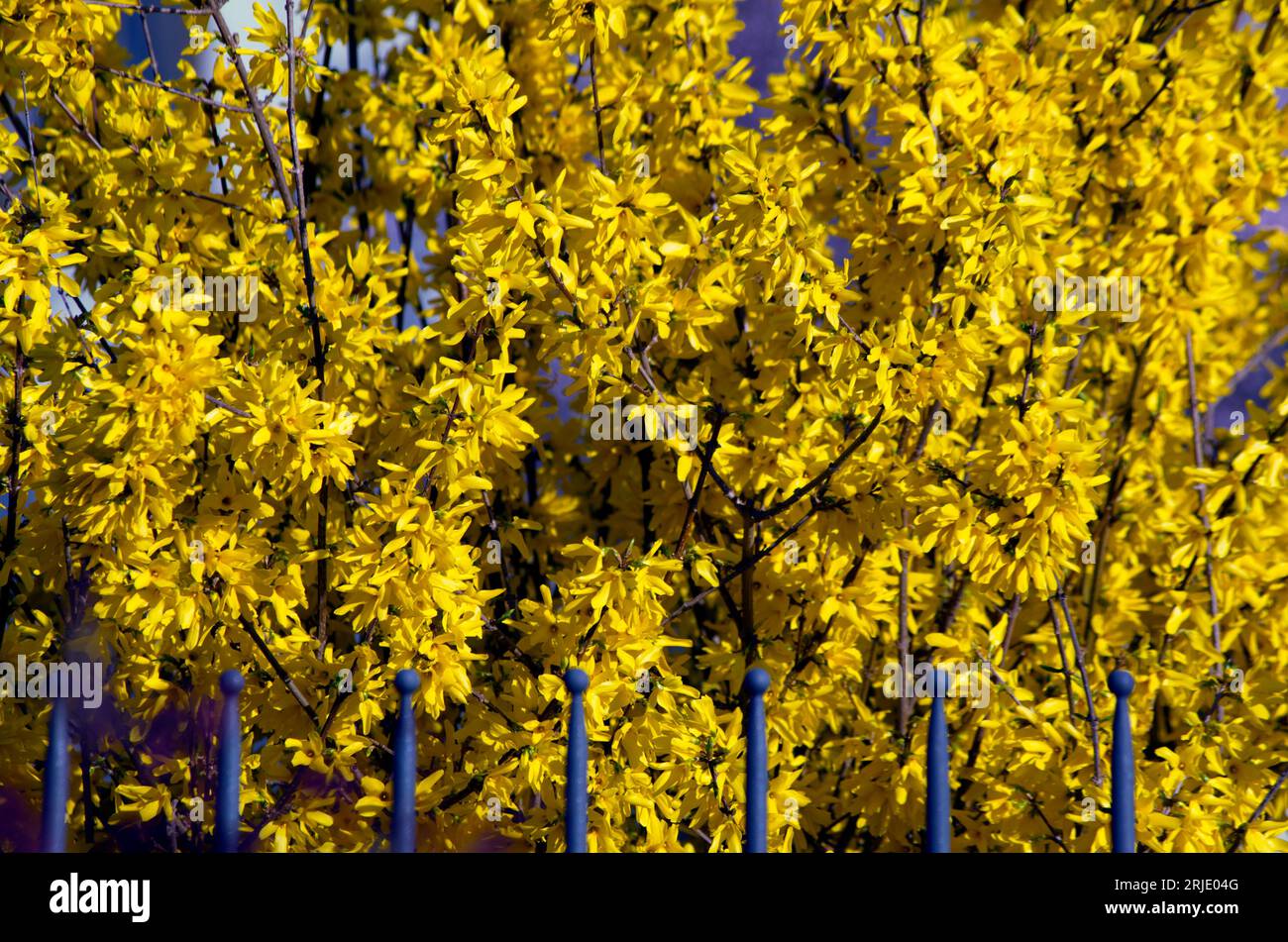 Forsitzia hi-res stock photography and images - Alamy