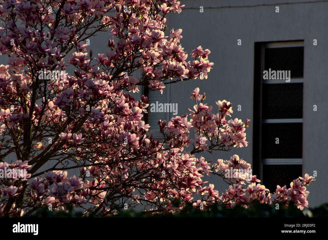 Piante pianta fiore hi-res stock photography and images - Alamy
