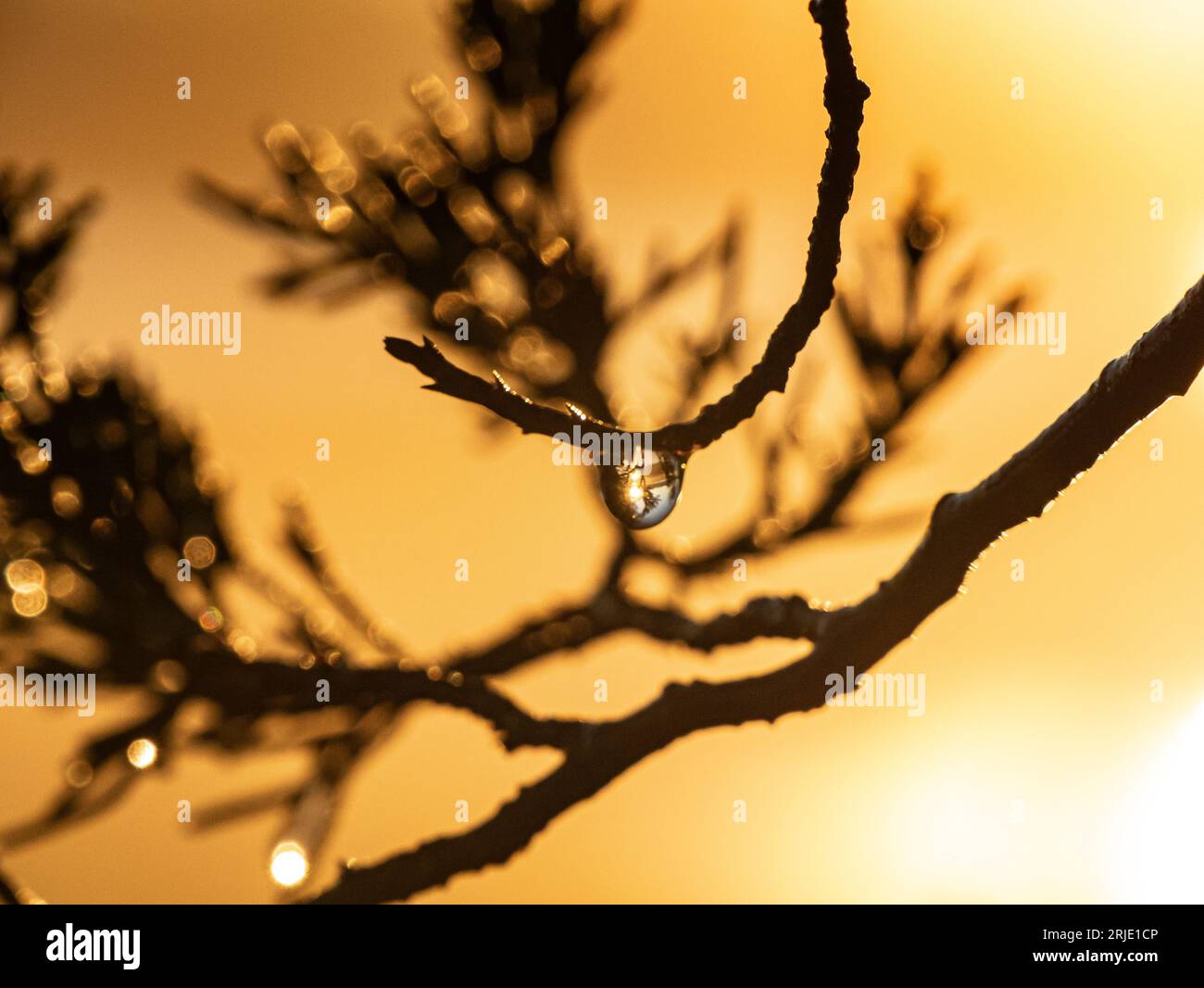 Morning mist allure hi-res stock photography and images - Alamy