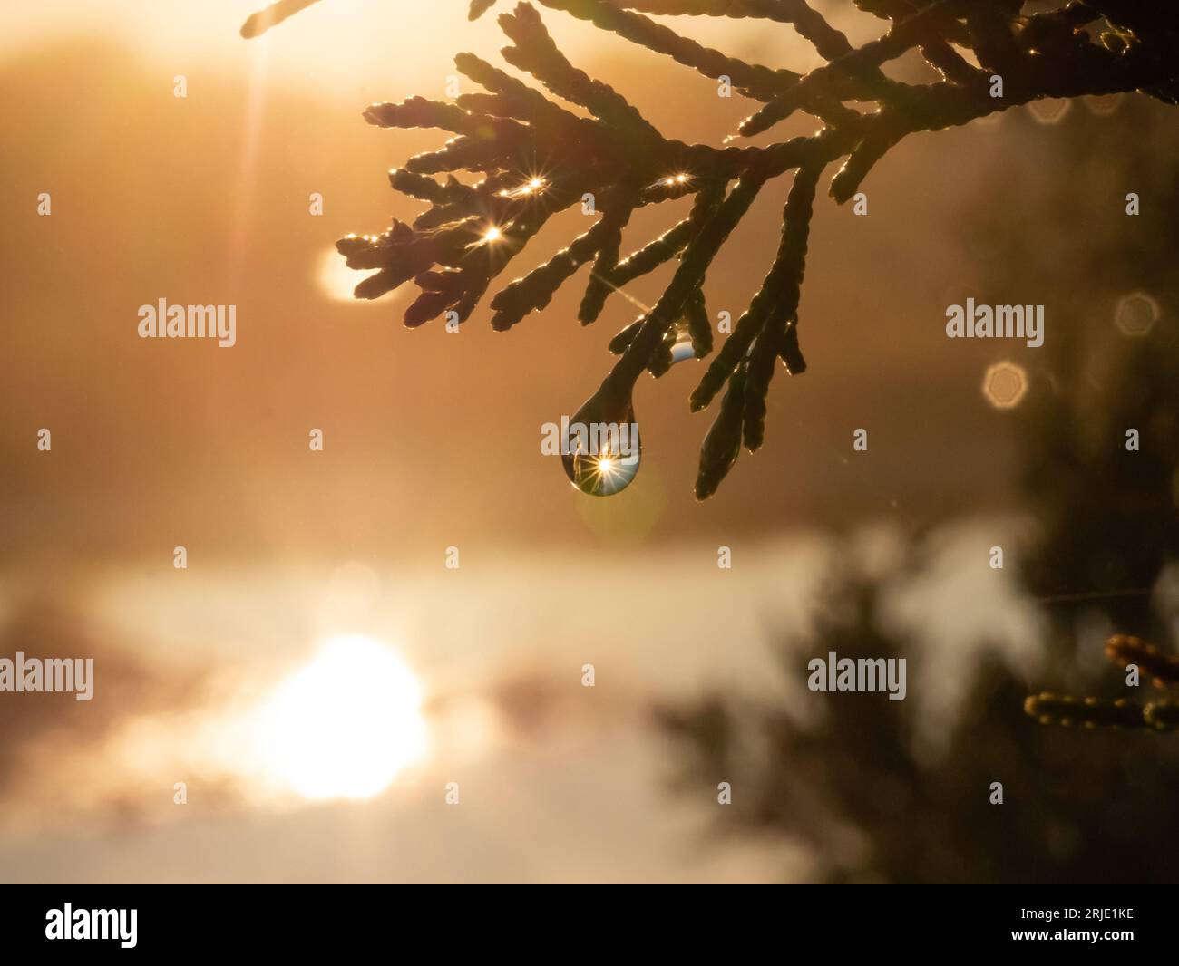 Morning mist allure hi-res stock photography and images - Alamy