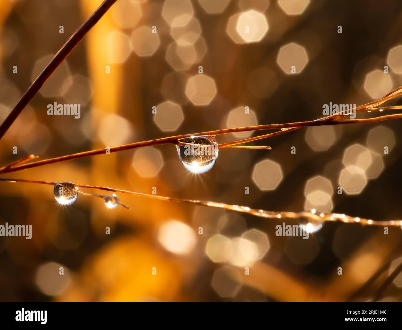 Golden hour sunrise morning dew Stock Photo - Alamy