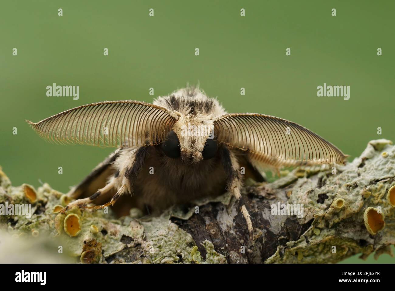 Lymantria monacha hi-res stock photography and images - Alamy