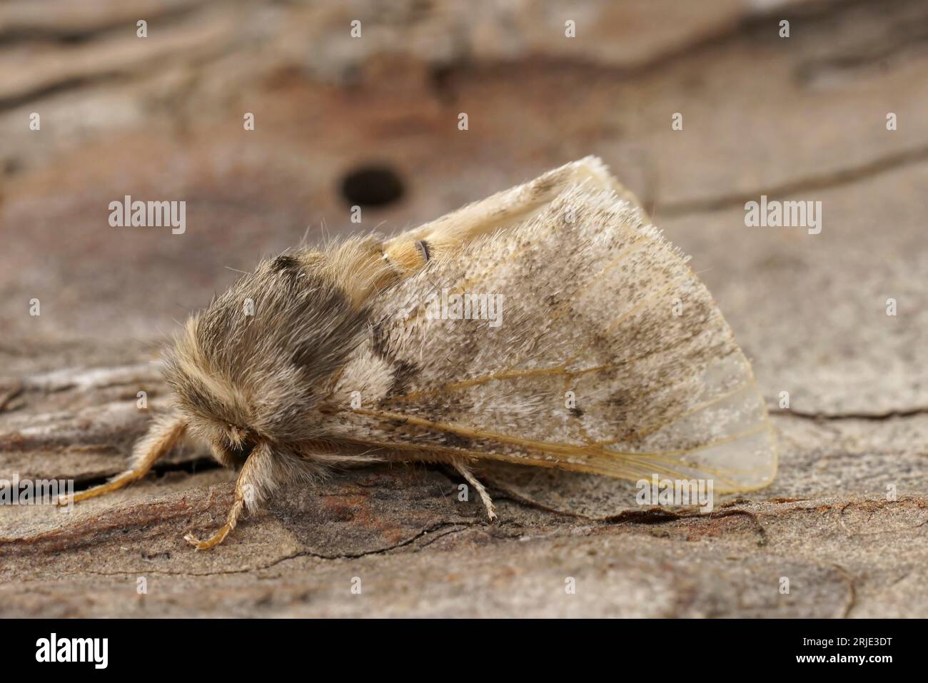 Natural closeup on the adult Oak Processionary Puss moth, Thaumtopoea ...