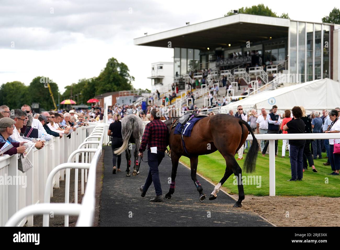 Horse Talkingthetalk in the parade ring ahead of the Richard Newland ...