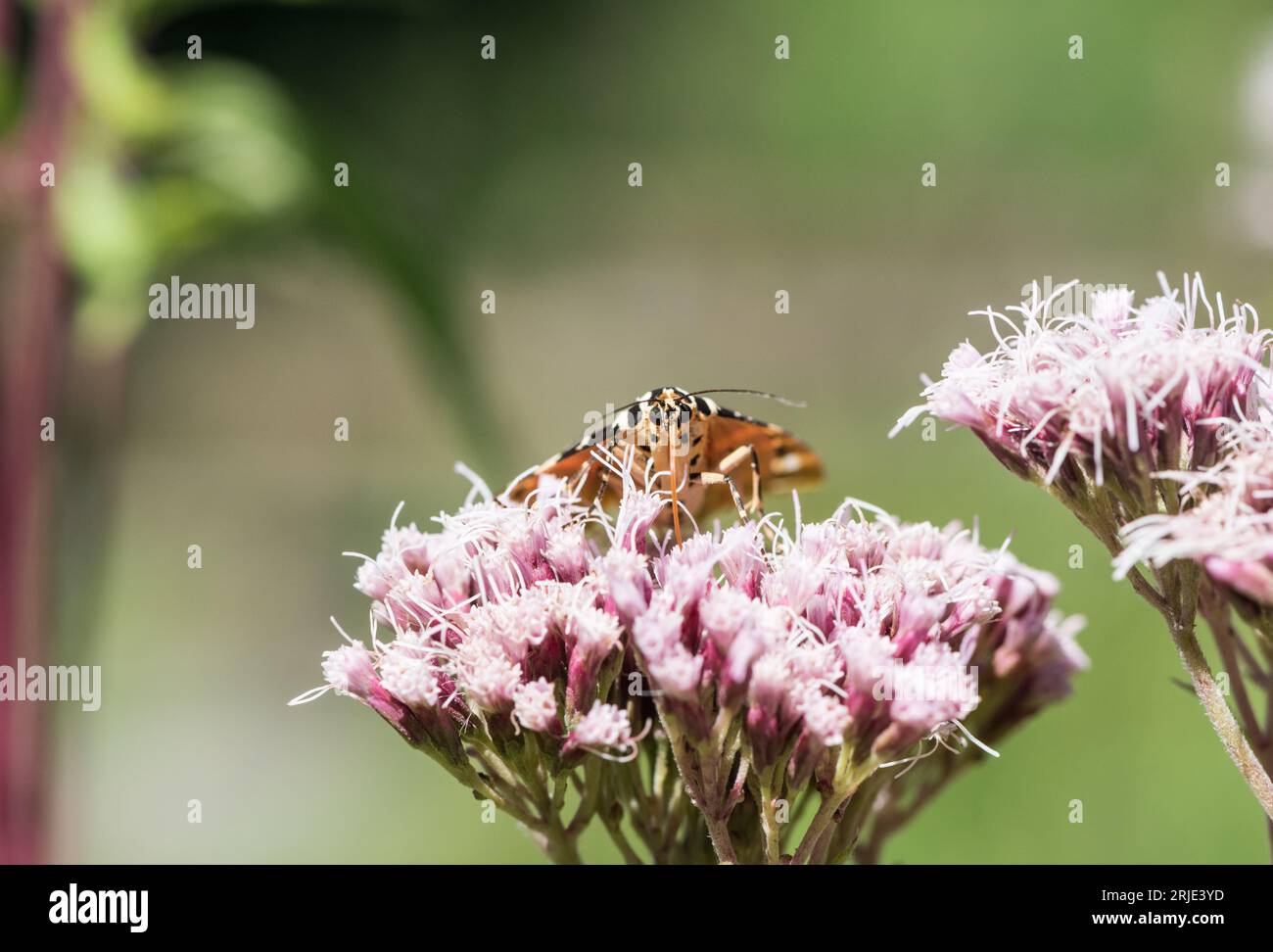 Spanish flag moth hi-res stock photography and images - Alamy