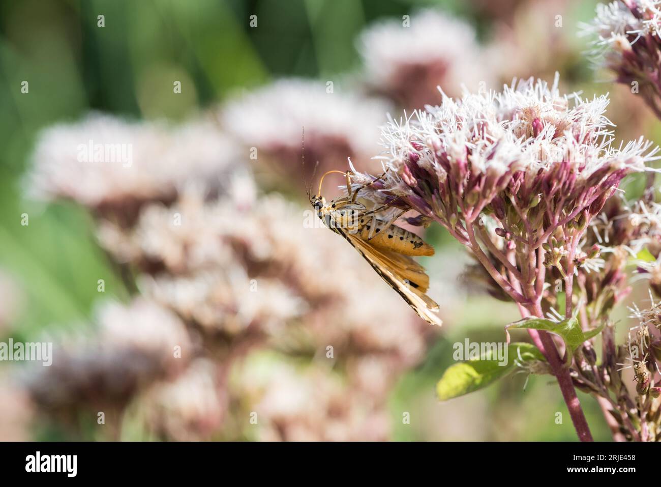 Spanish flag moth hi-res stock photography and images - Alamy