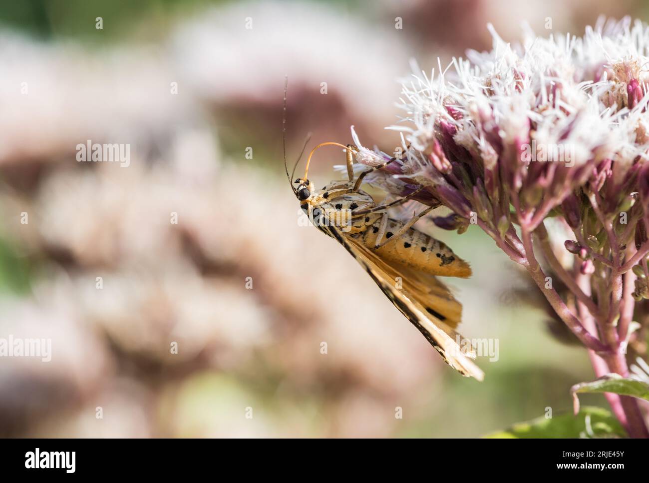 Spanish flag moth hi-res stock photography and images - Alamy