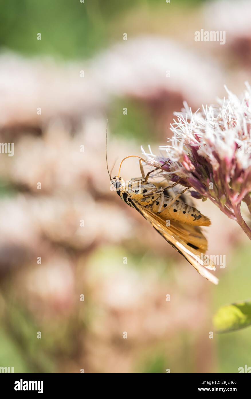 Spanish flag moth hi-res stock photography and images - Alamy