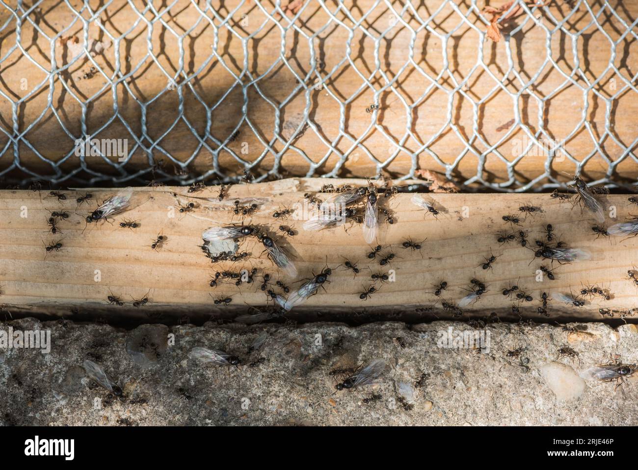 Swarming black garden ants hi-res stock photography and images - Alamy