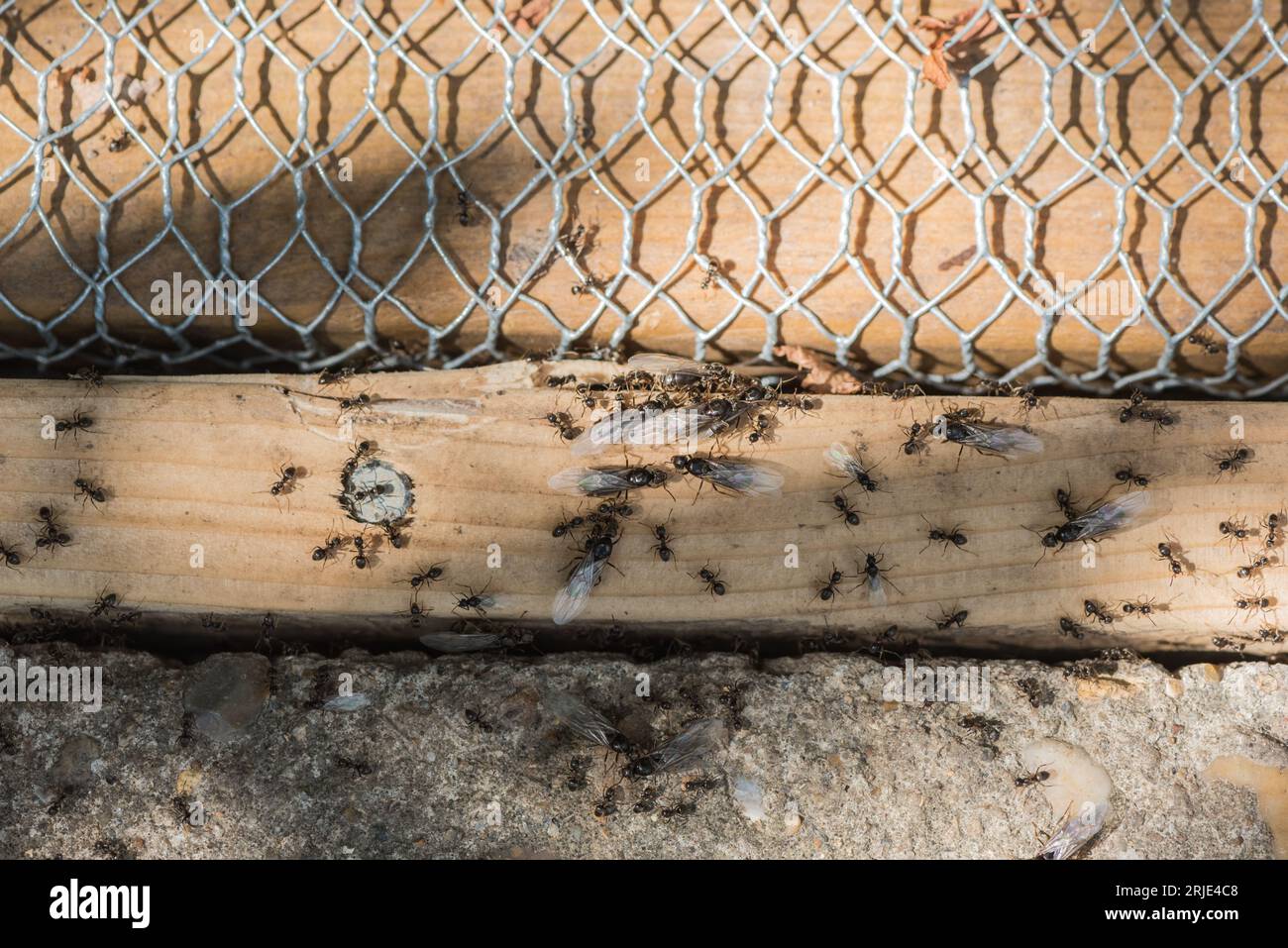 Swarming Black Garden Ants (Lasius niger Stock Photo - Alamy