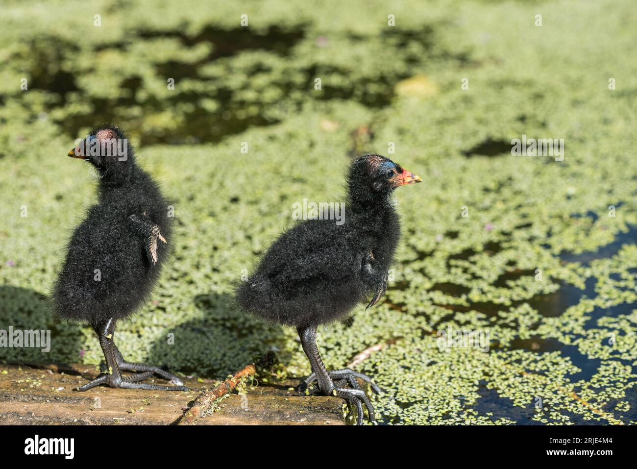 Two young Moorhen chicks (Gallinula chloropus) looking around whilst ...
