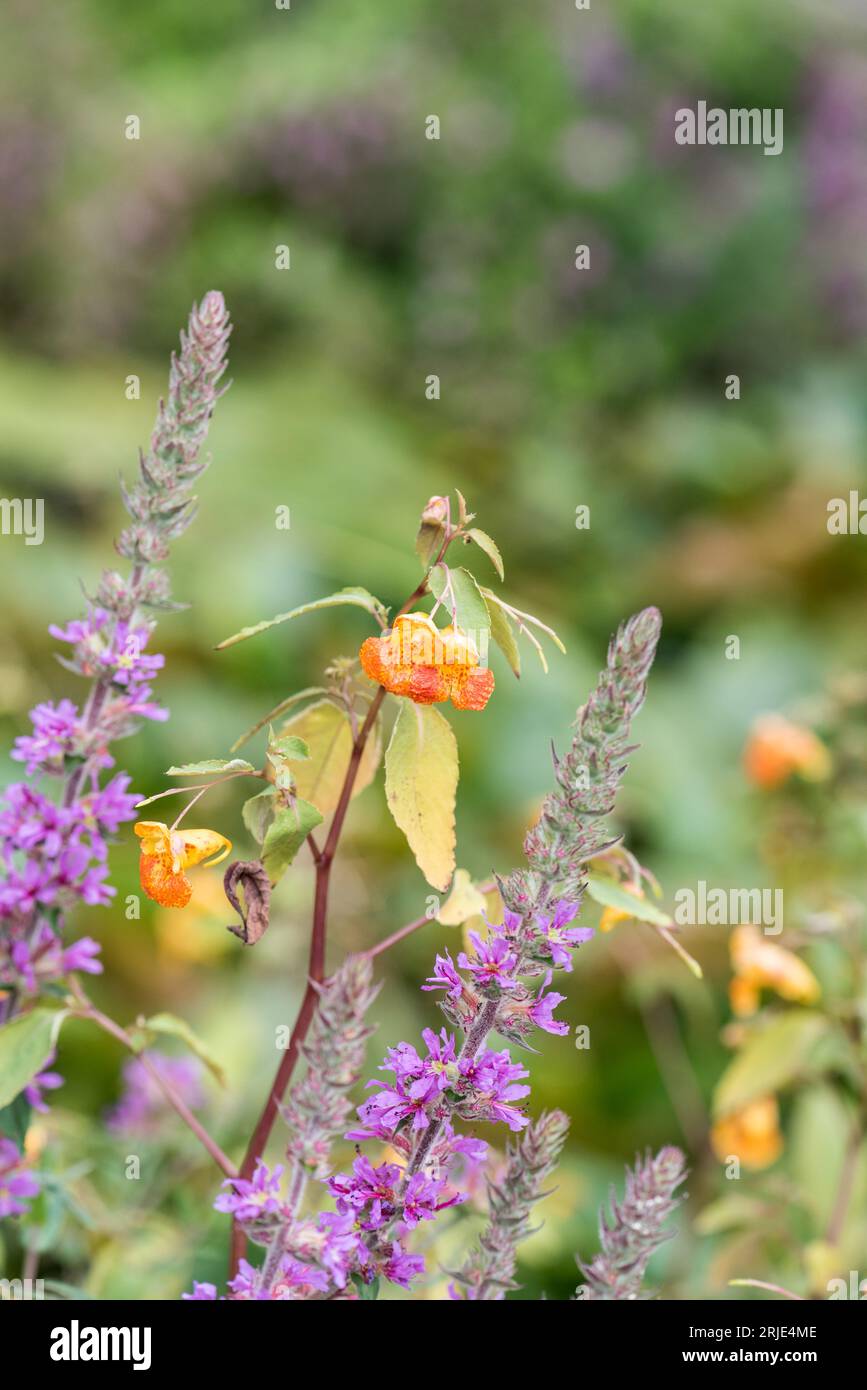 Flower of Orange Balsam (Impatiens capensis Stock Photo - Alamy