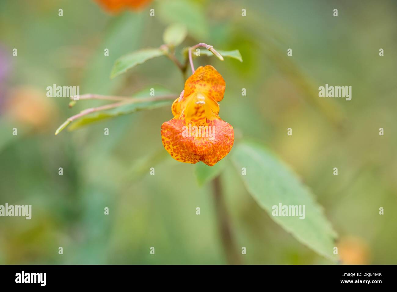 Impatiens capensis hi-res stock photography and images - Alamy
