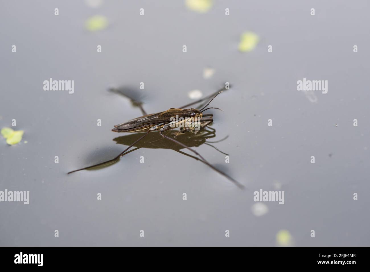 Durface tension hi-res stock photography and images - Alamy