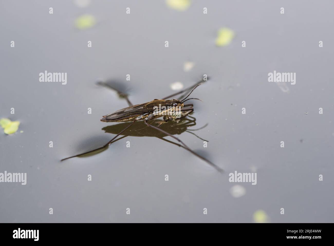Water boatman insect hi-res stock photography and images - Alamy