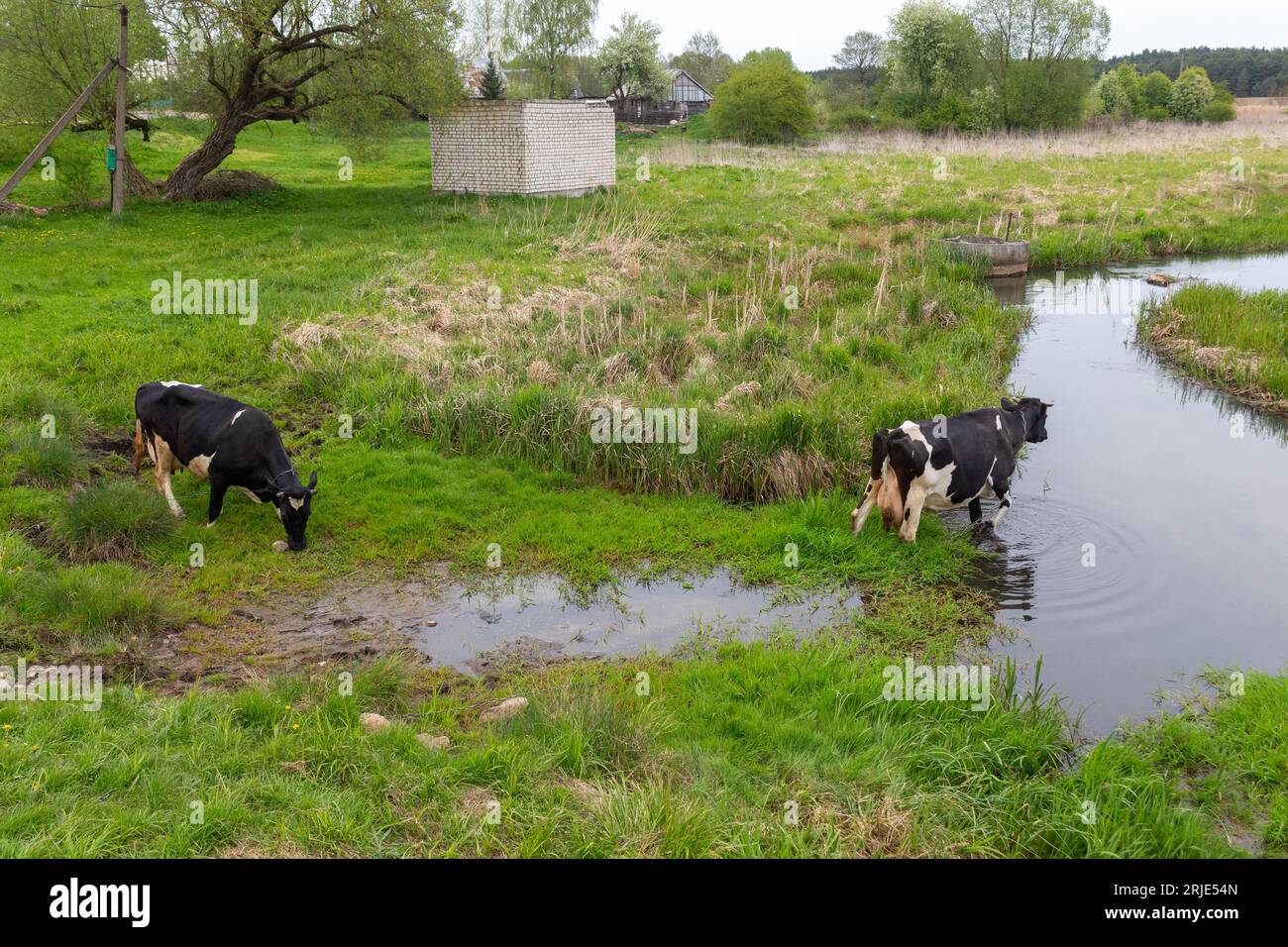 Two black-and-white cows drinks water from the river on their way home ...