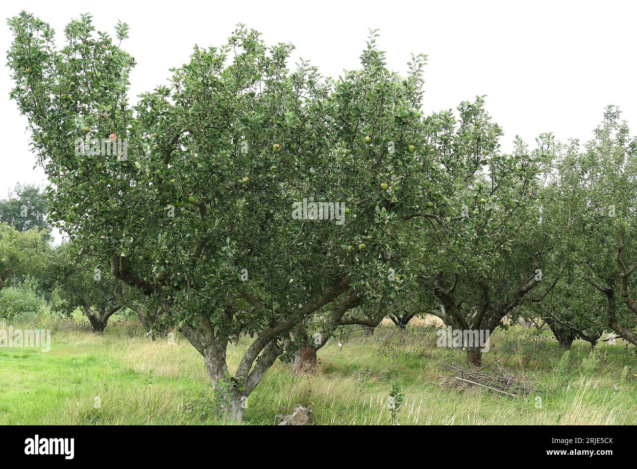 Closeup of apple fruit trees seen in the green grass of the orchard ...
