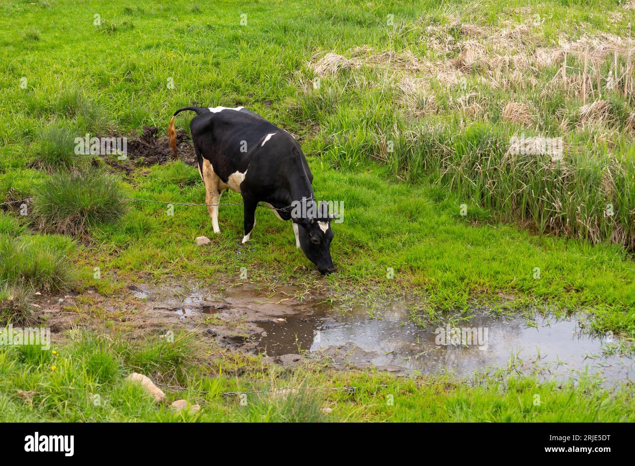A black-and-white cow drinks water from the river on its way home from ...