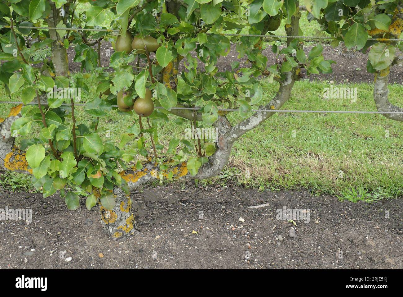 Conference pear tree hi-res stock photography and images - Alamy