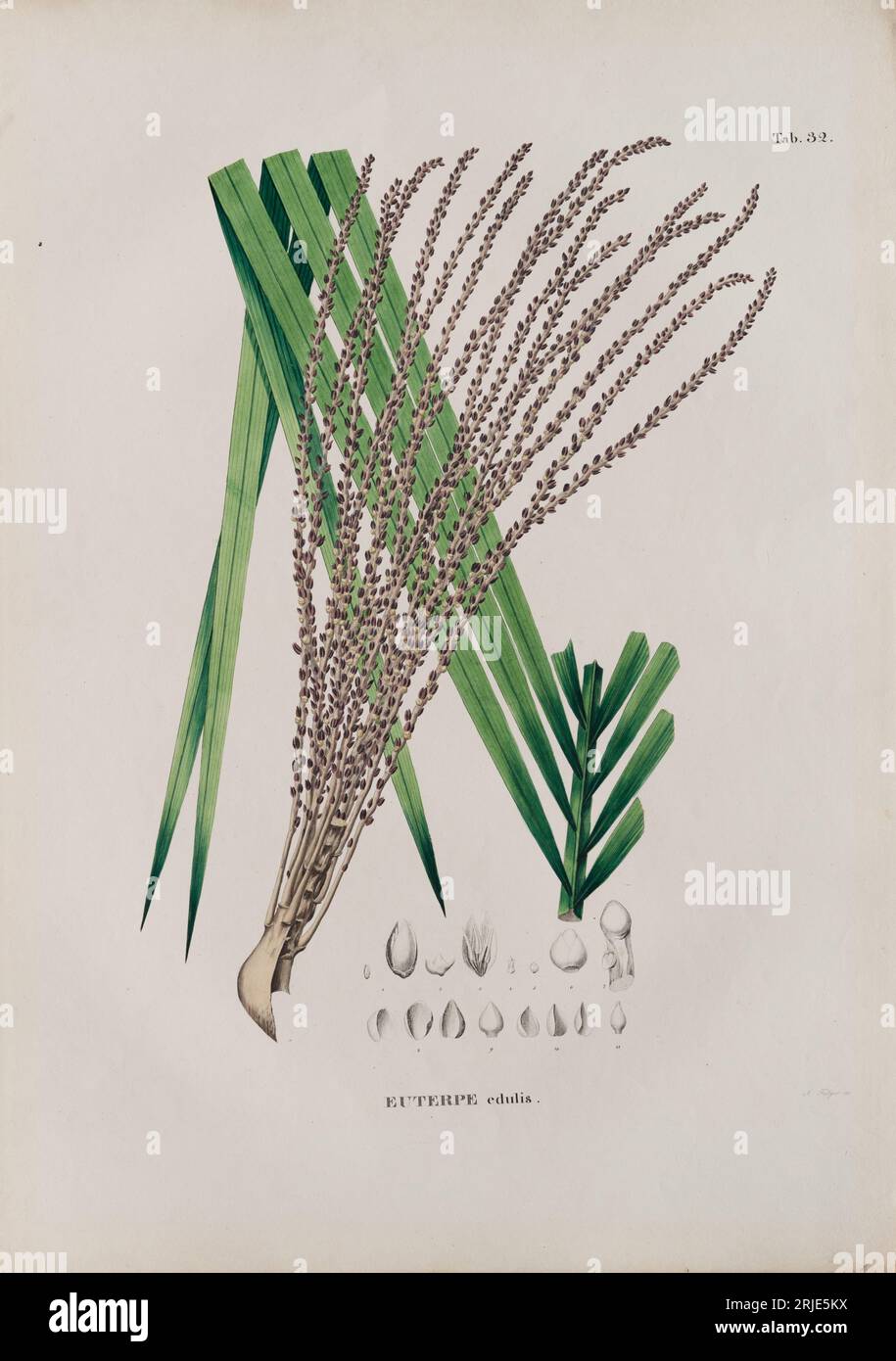 Euterpe edulis by Anton Falger Stock Photo - Alamy