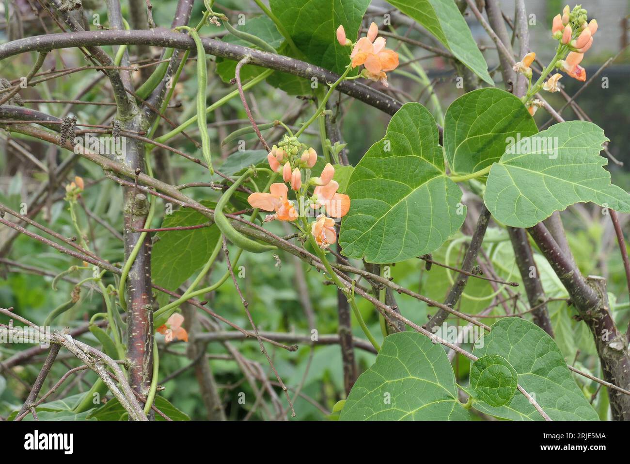 Phaseolus coccineus ‘celebration’ hi-res stock photography and images ...