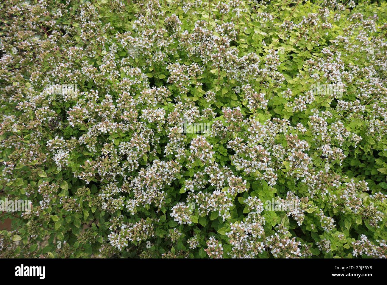 Closeup of the light pink flowers and small green leaves of the ...