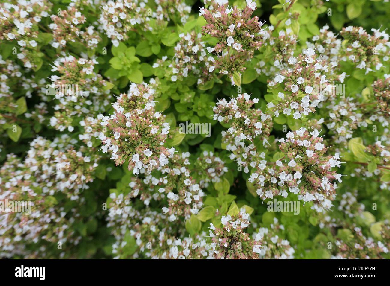 Closeup of the light pink flowers and small green leaves of the ...