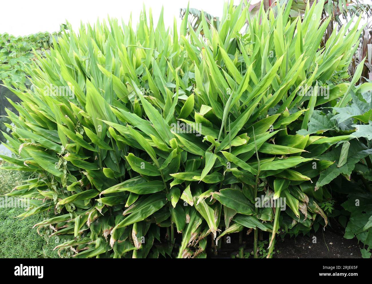 Japanese hardy ginger hi-res stock photography and images - Alamy
