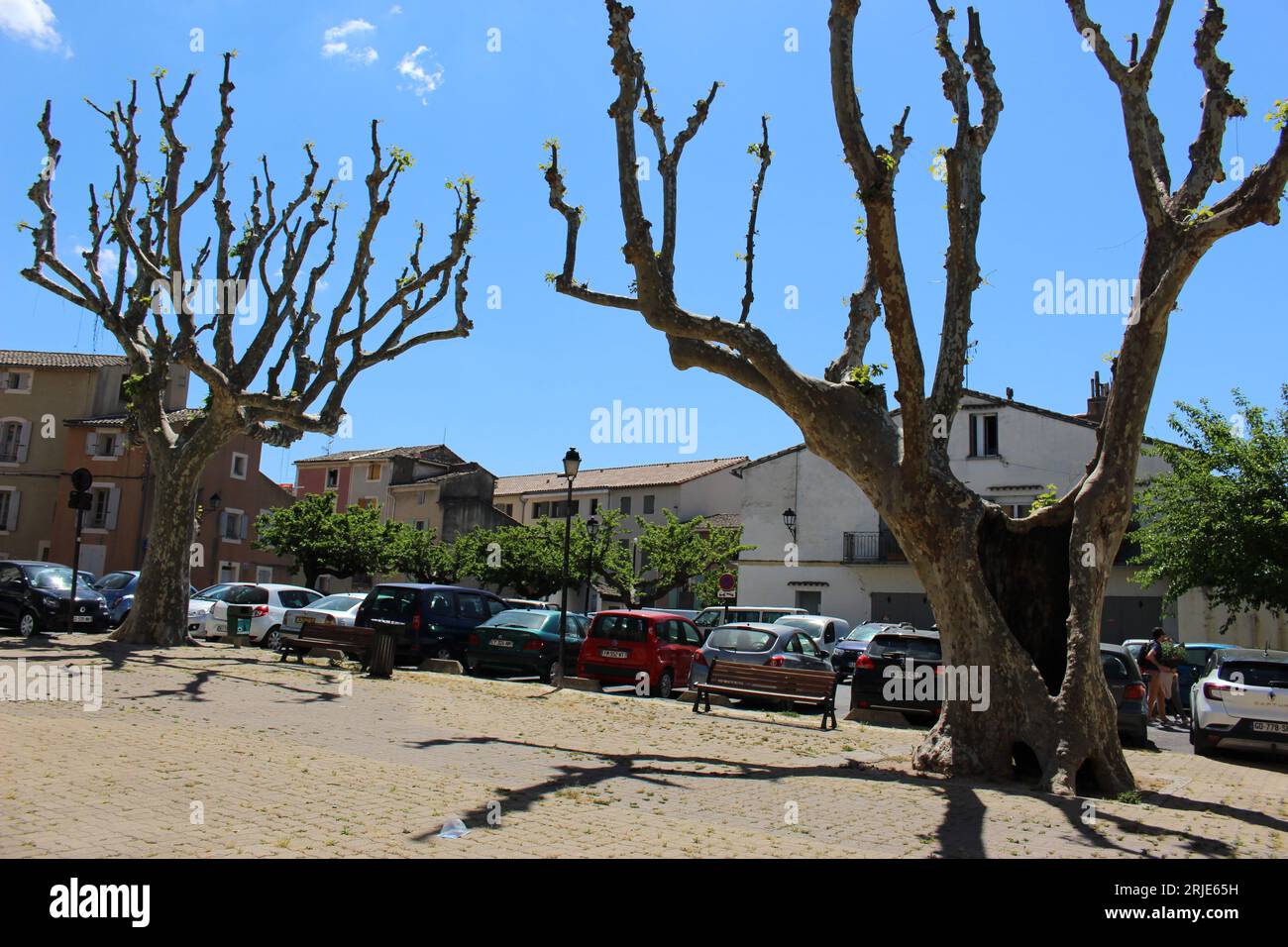 Ancient, heavily pollarded sycamore trees in spring with only small ...