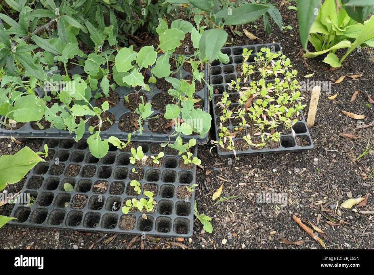 Plants on small plugs hi-res stock photography and images - Alamy