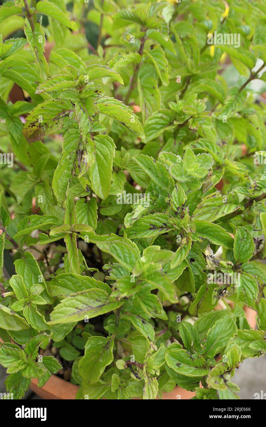 Closeup of the herbaceous perennial garden herb mentha x piperita ...