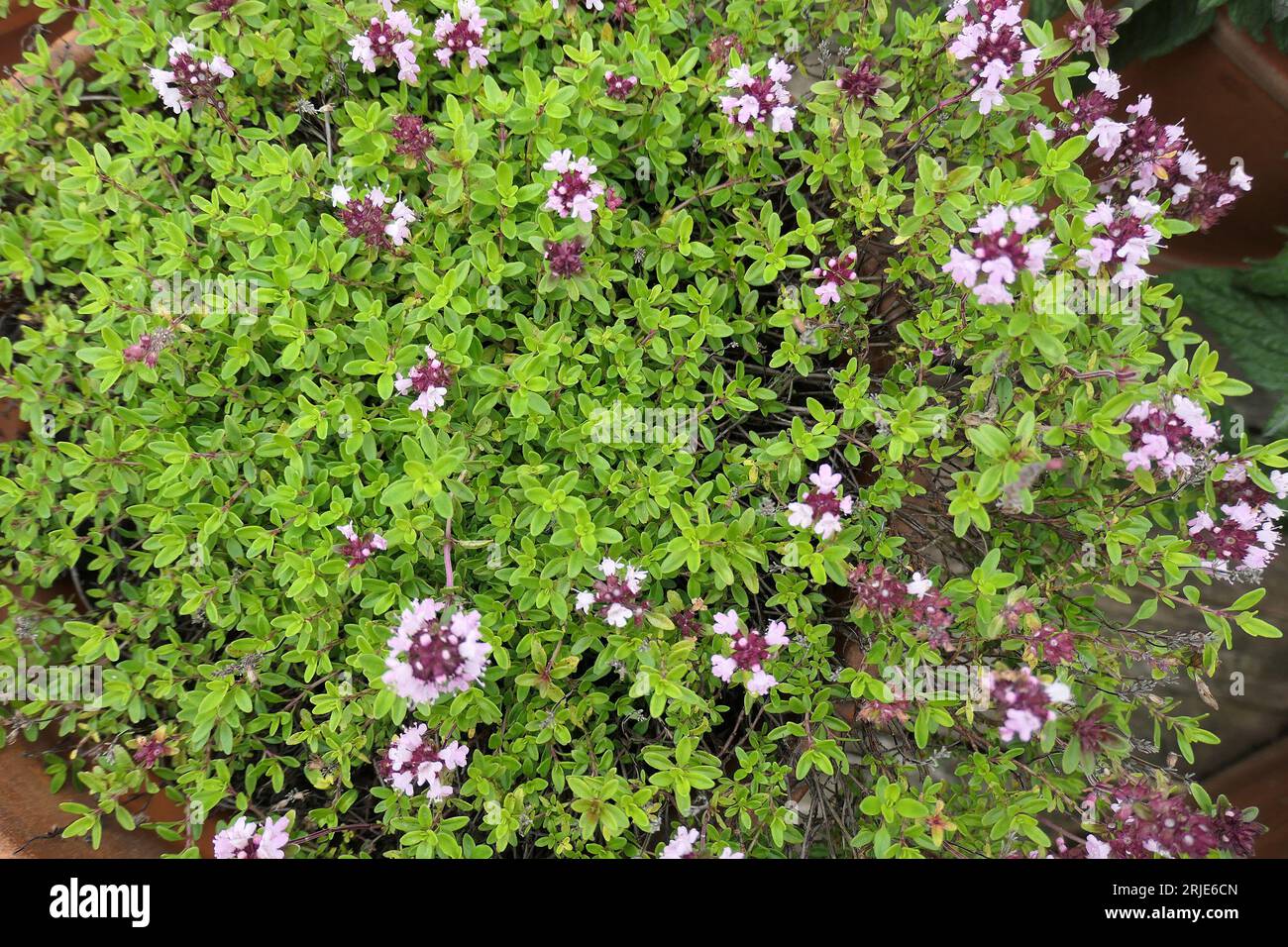 Closeup overhead view of the evergreen herb leaves and pink flowers of ...