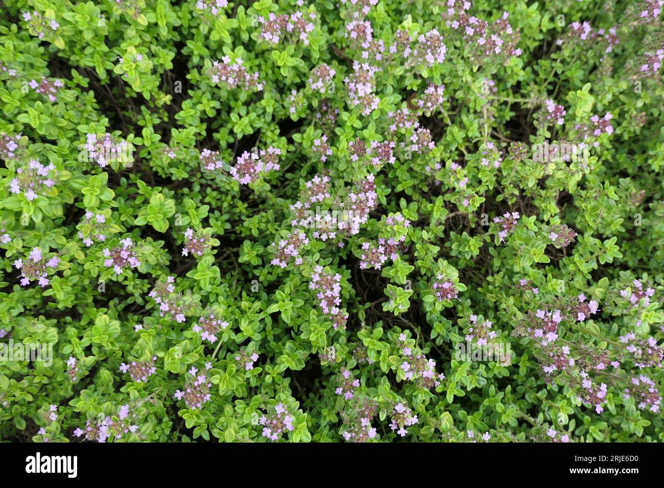 Closeup overhead view of the pink flowers and small evergreen leaves of ...