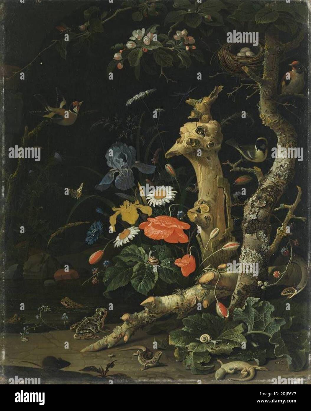 Field flowers in woodland between 1665 and 1678 by Abraham Mignon Stock ...