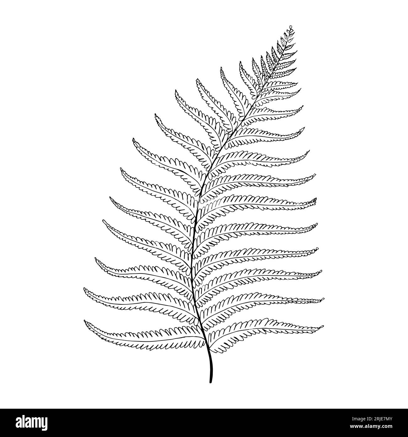Fern leaves in tropical Black and White Stock Photos & Images - Alamy