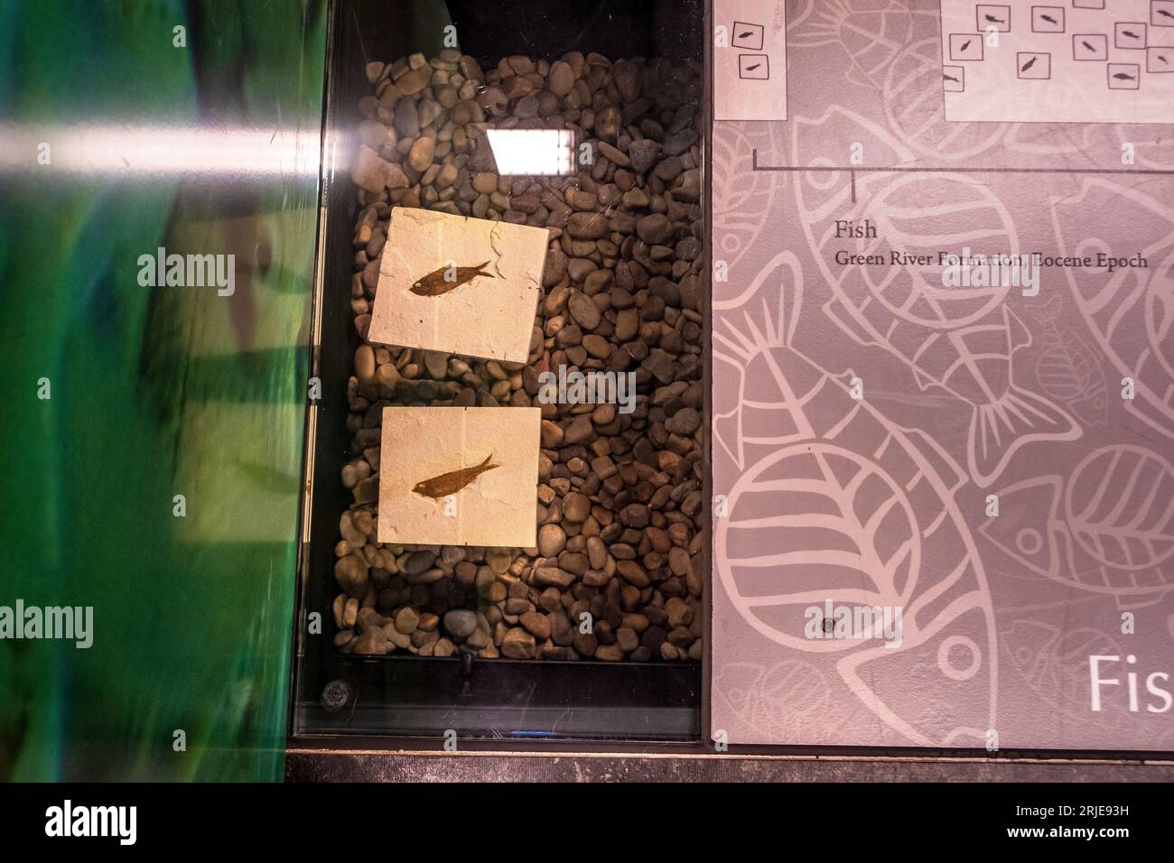 Prehistoric fossilized fish of the Green River Formation, Beatty Museum ...