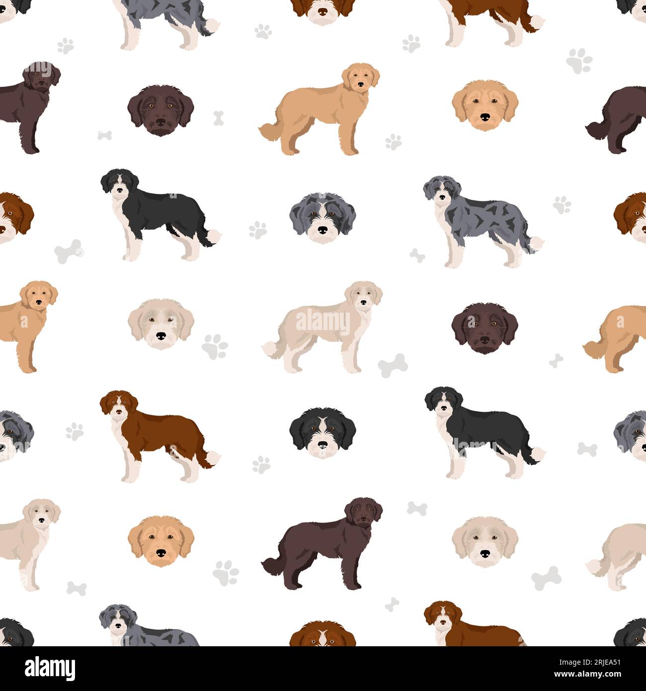 Bordoodle seamless pattern. Border collie Poodlemix. Different coat ...