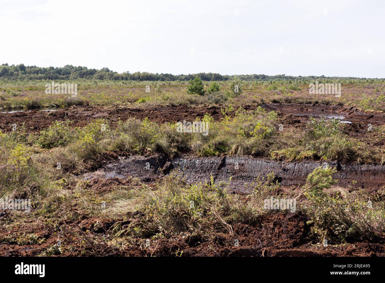 Langenhagen, Germany. 22nd Aug, 2023. A landscape in the Bissendorfer ...