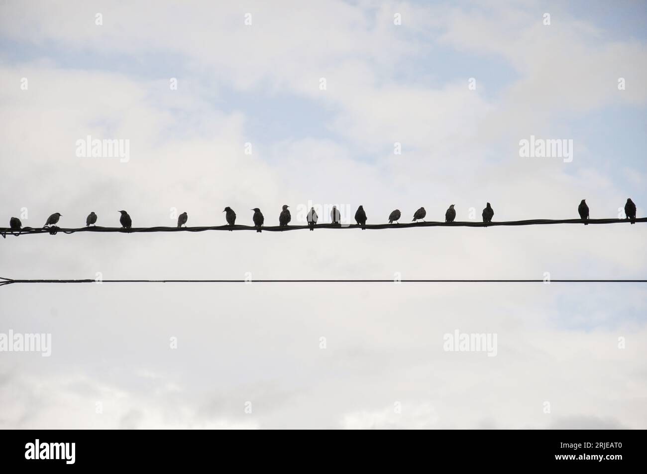 Birds on electric line Stock Photo - Alamy