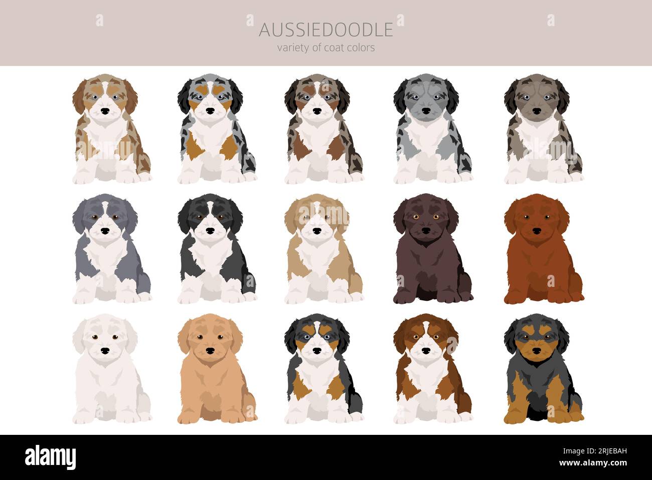 Aussiedoodle clipart. Aussie Poodle mix. Different coat colors set ...