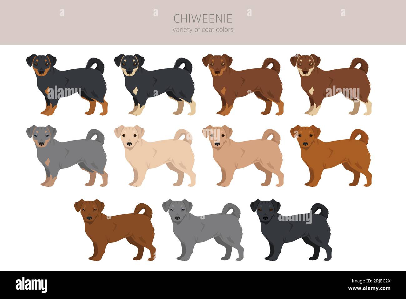 Chiweenie clipart. Chihuahua Dachshund mix. Different coat colors set ...