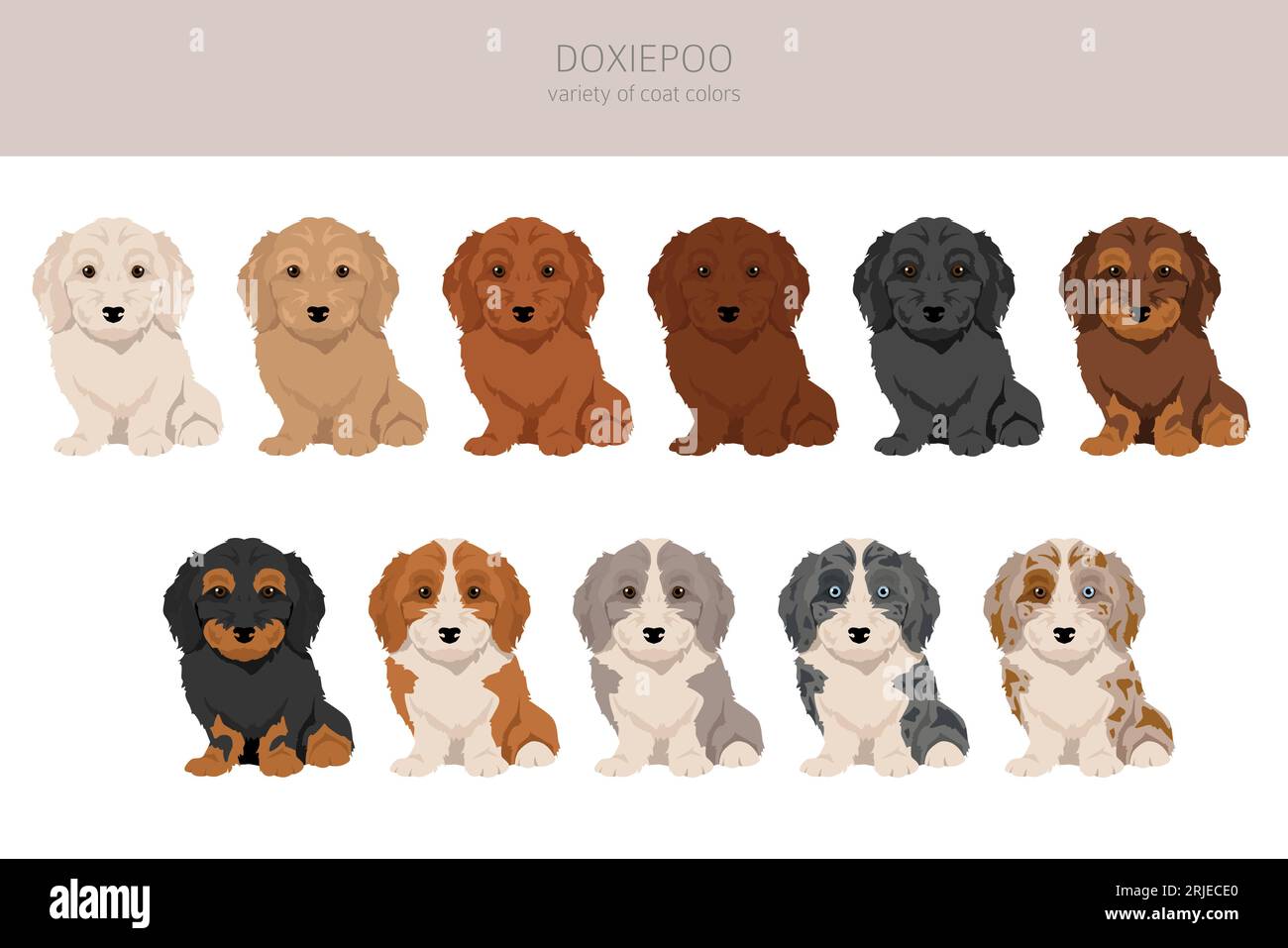 Doxiepoo clipart. Dachshund Poodle mix. Different coat colors set ...