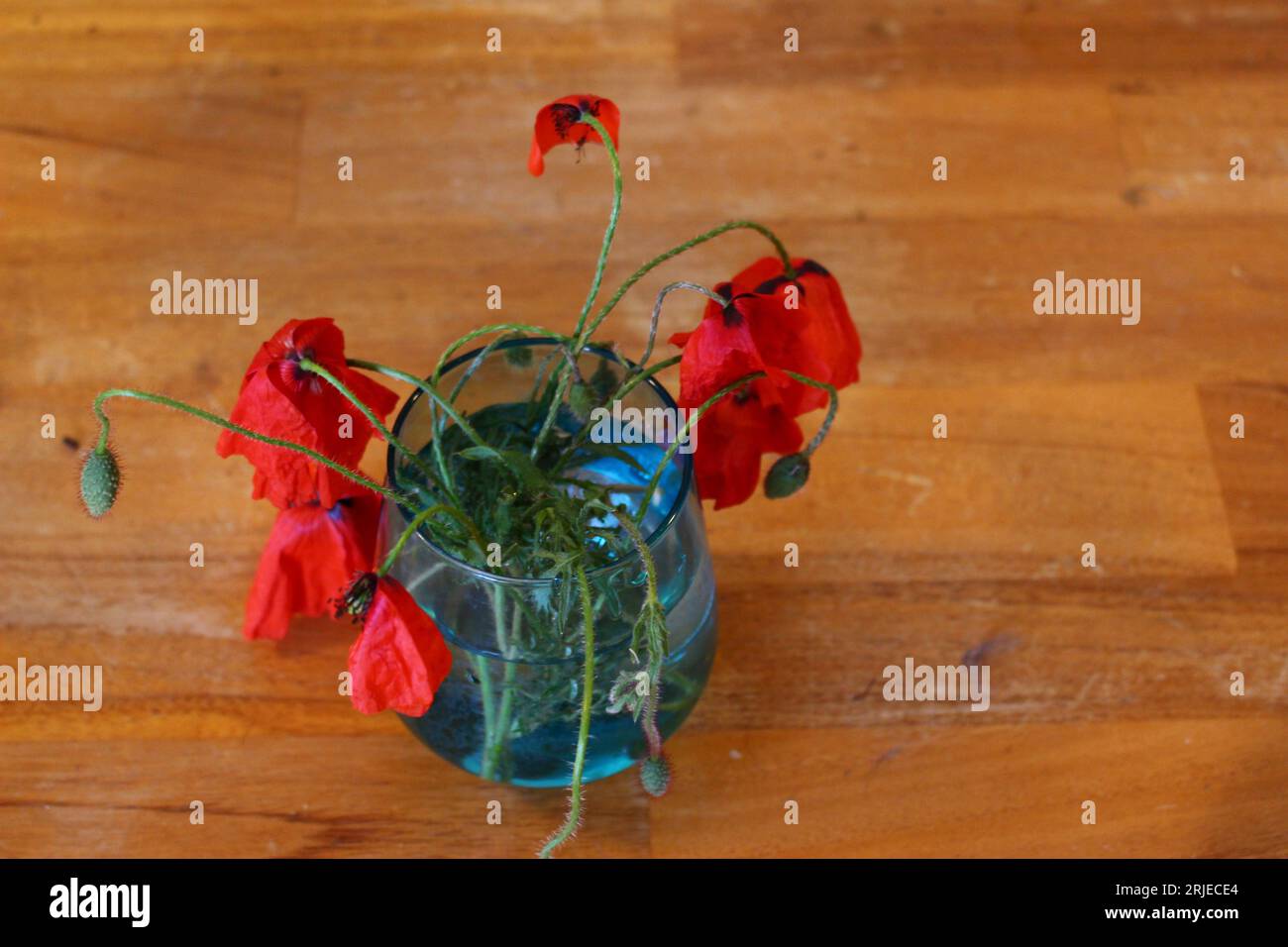 Blue vase of wilted, dying red poppies on a wooden background with copy ...