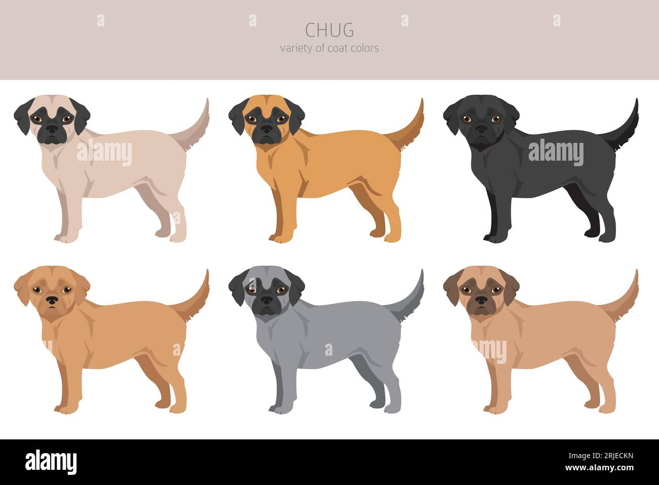 Chug clipart. Chihuahua Pug mix. Different coat colors set. Vector ...