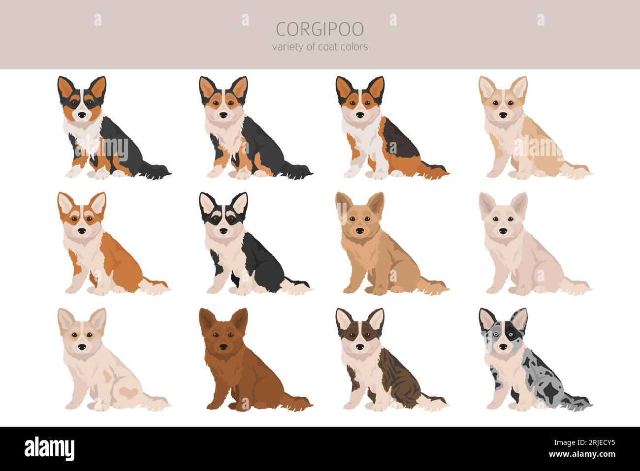 Welsh Corgi Poodle Mix
