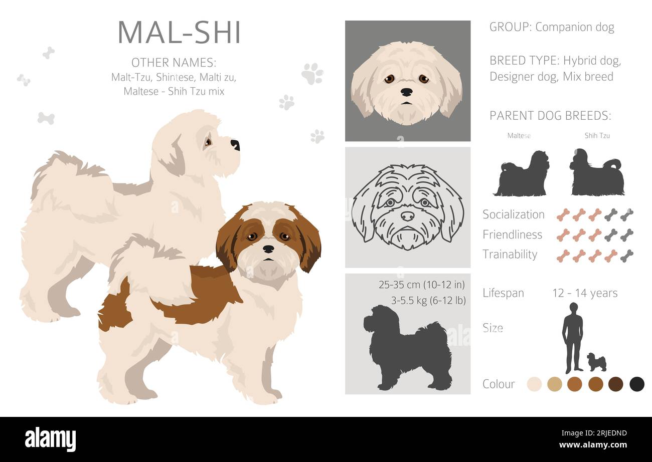 Mal-Shi clipart. Maltese Shih-Tzu mix. Different coat colors set ...
