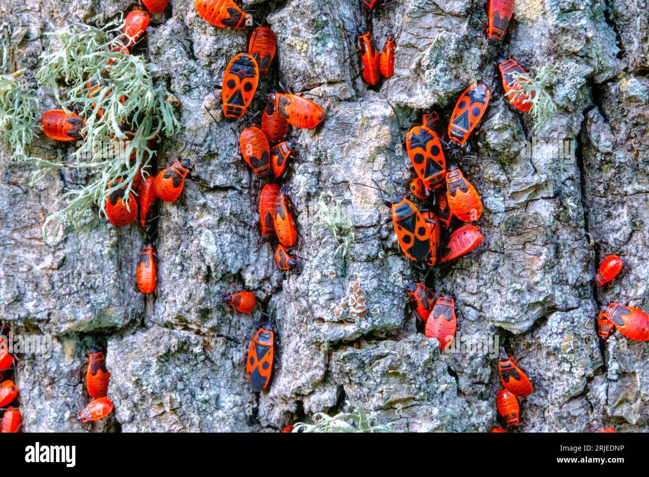 Colony of bed bugs Pyrrhocoridae red bugs, moskalik, moskal, soldier bugs, Cossack, wingless ...