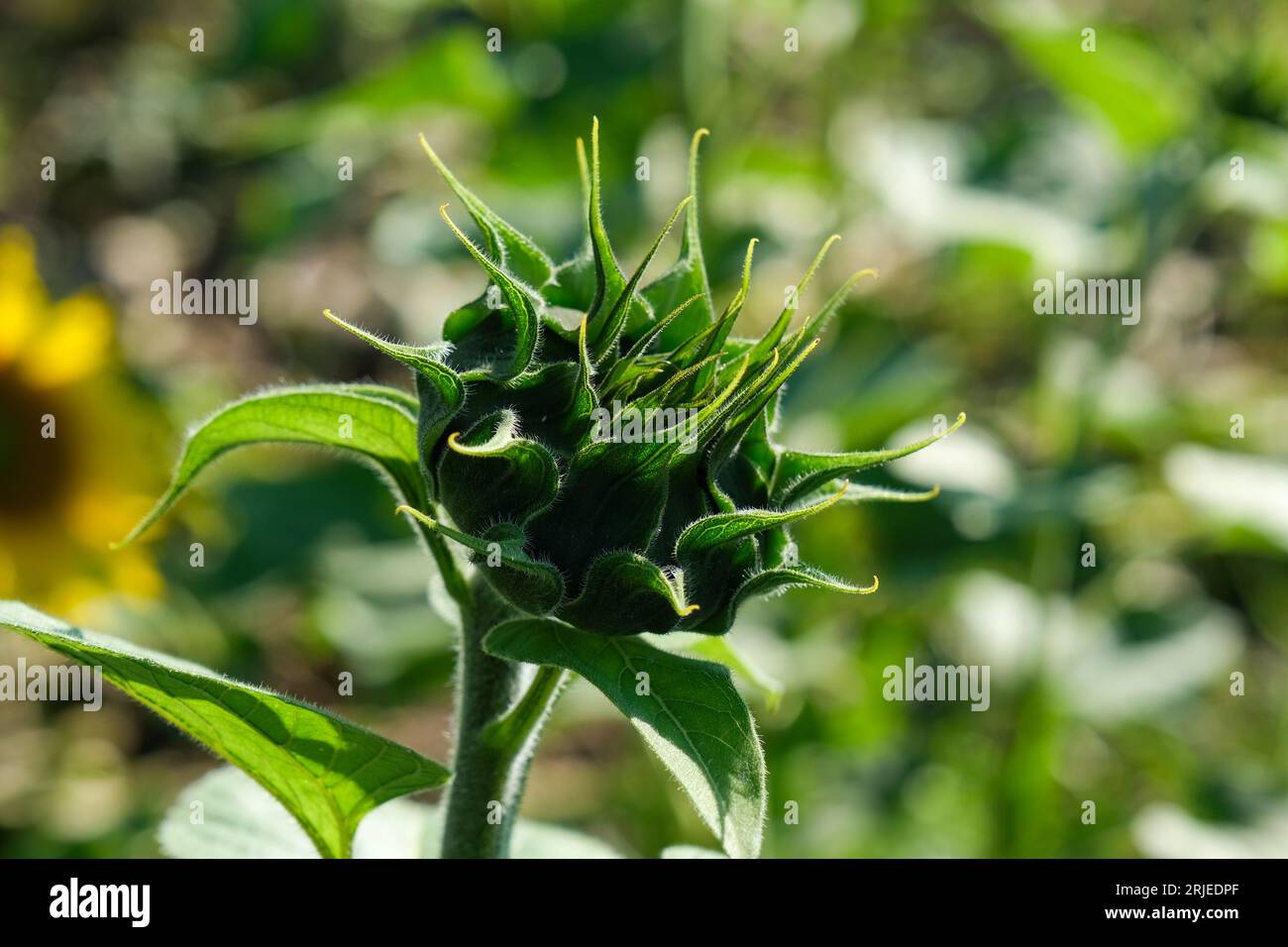 A close-up of a sunflower growing in a sunflower field on a nice sunny ...